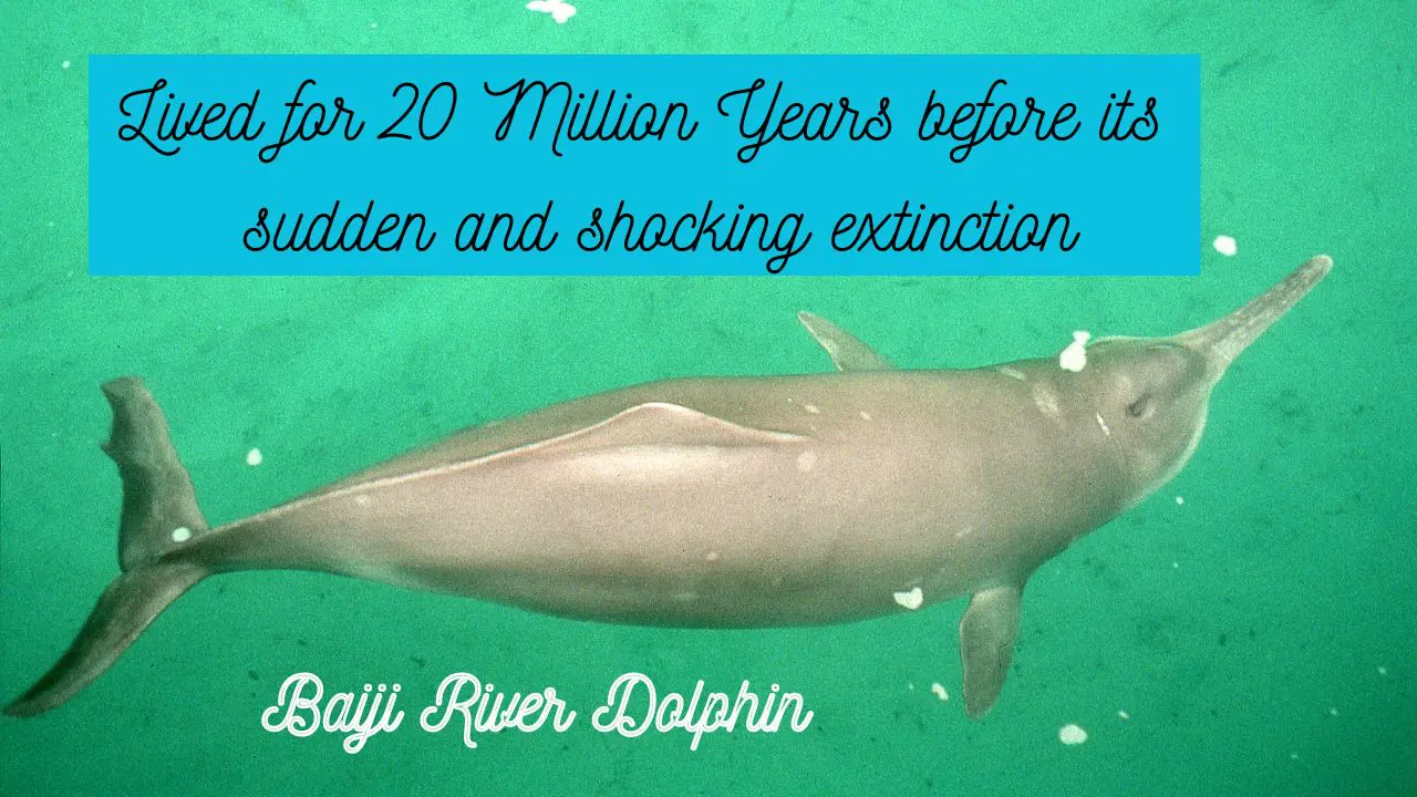 The Baiji Animal An Extinct River Dolphin that Still Matters in Natural ...