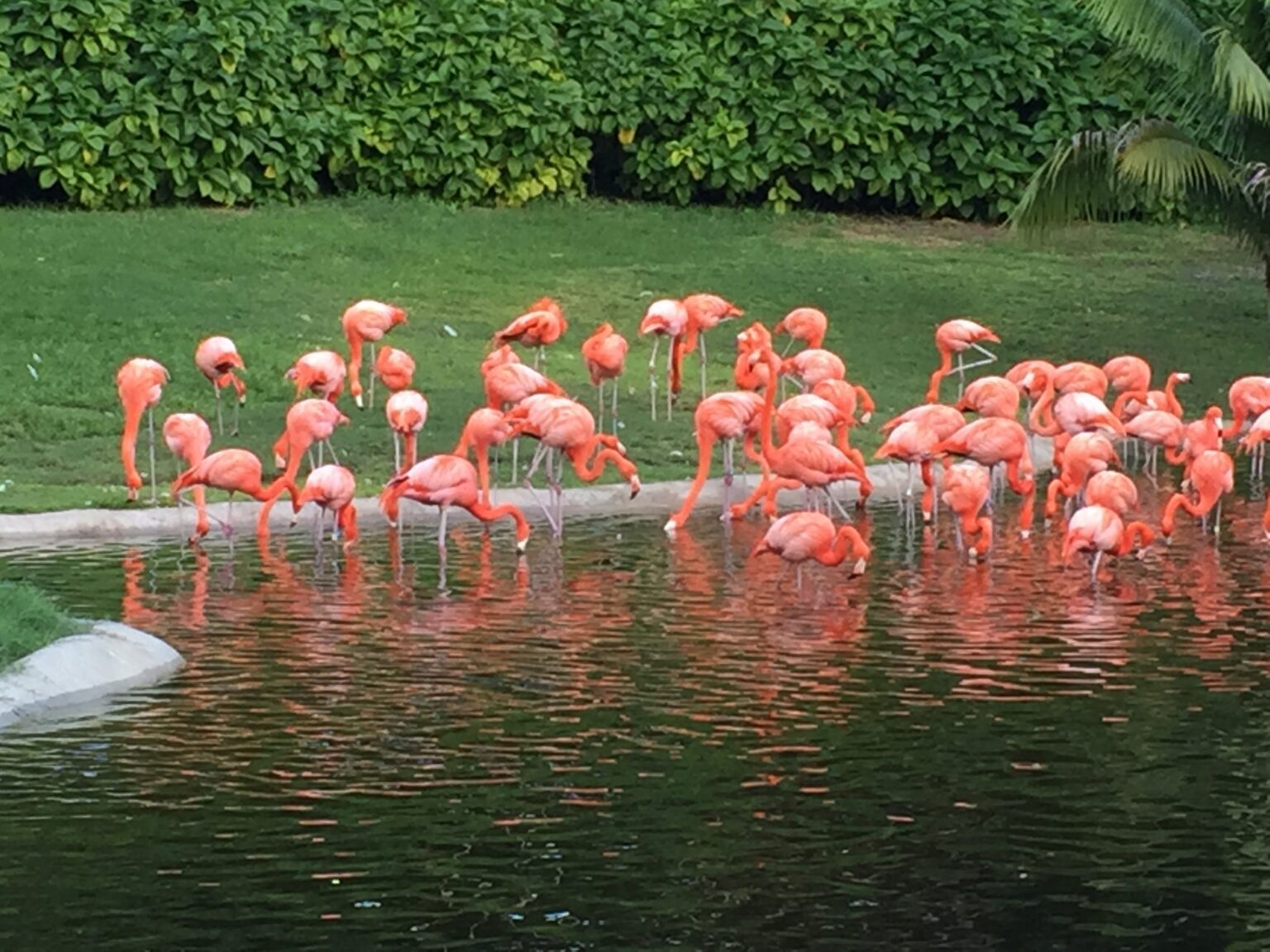 Complete Guide to Flamingo Species and Geographic Distribution and ...