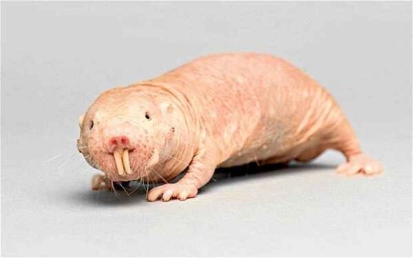 Cute Rat? Not really, the Strange Naked Mole-Rat is a Rodent | Eco Chic ...