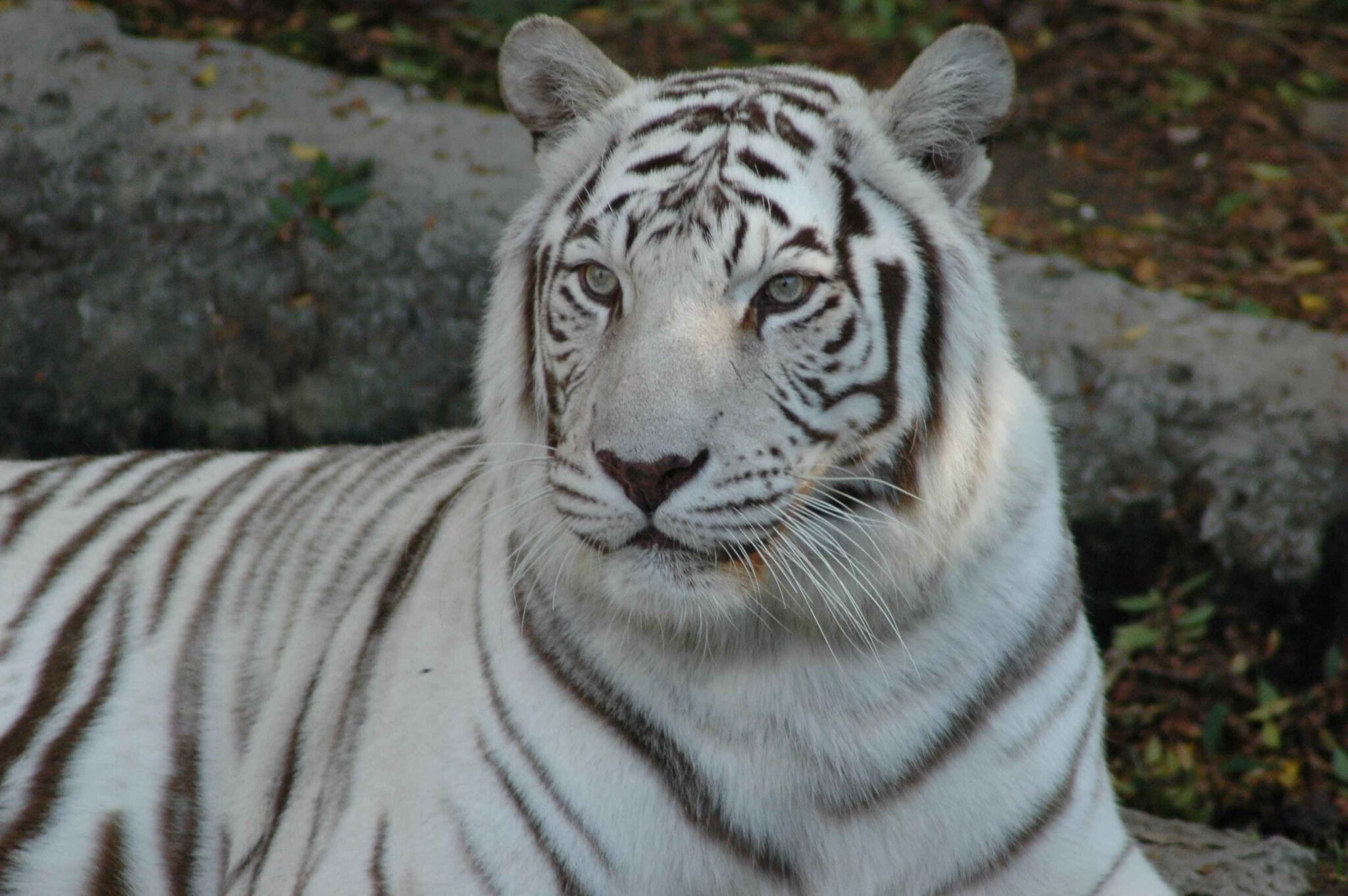 Facts About White Tigers | The Truth Behind White Tigers - Living Wild ...