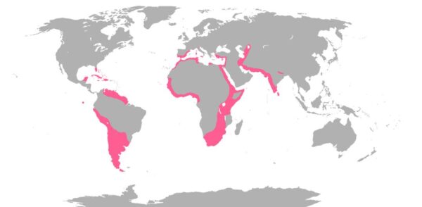 Interesting Facts About Pink Flamingos: They Live in the Andes and ...