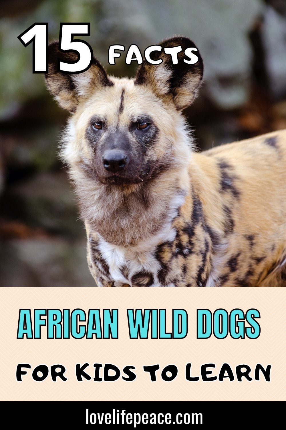 African Wild Dogs Have Four Toes AKA Painted Wolf | Eco Chic ...