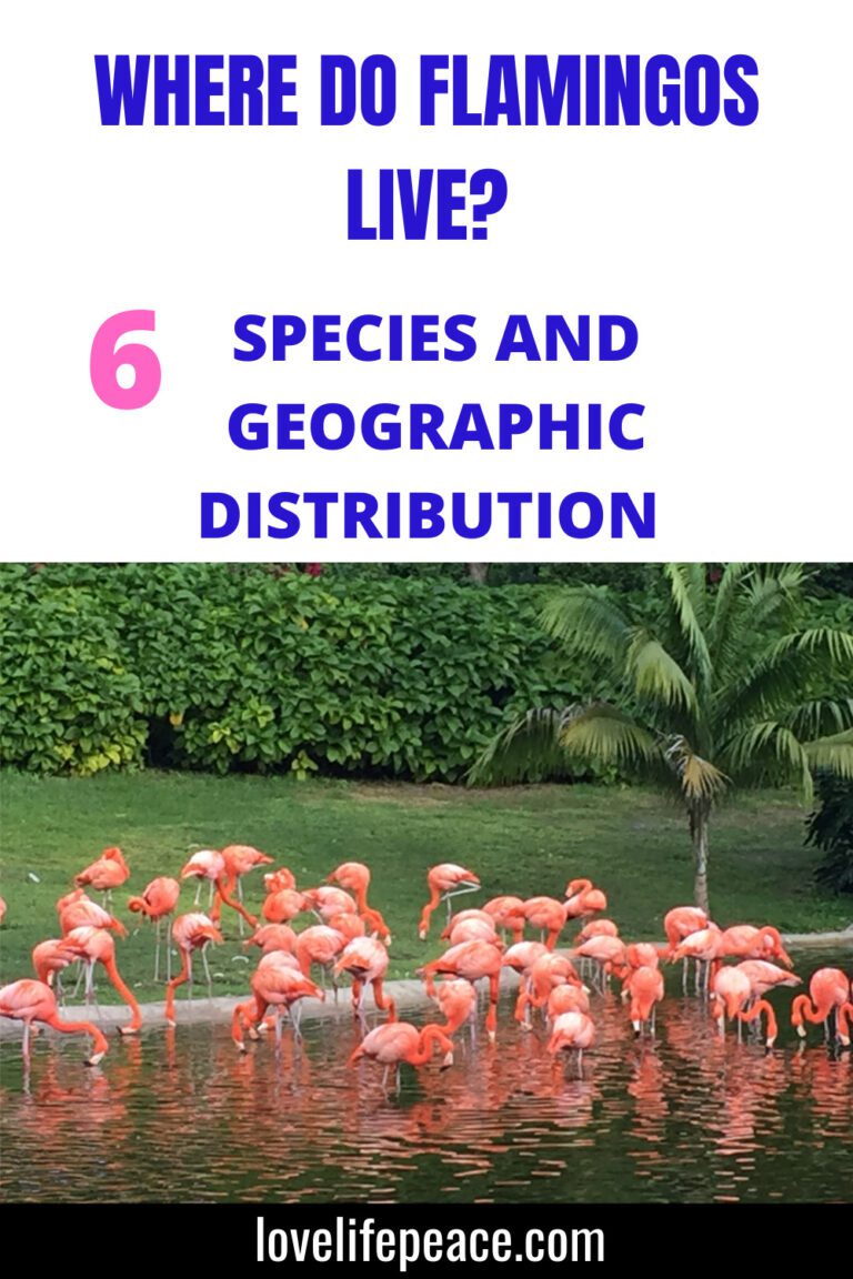 Complete Guide to Flamingo Species and Geographic Distribution|Habitats ...