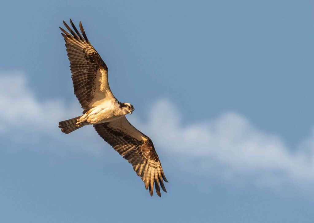 Fascinating Facts About The Peregrine Falcon | At 200 MPH It Is the ...