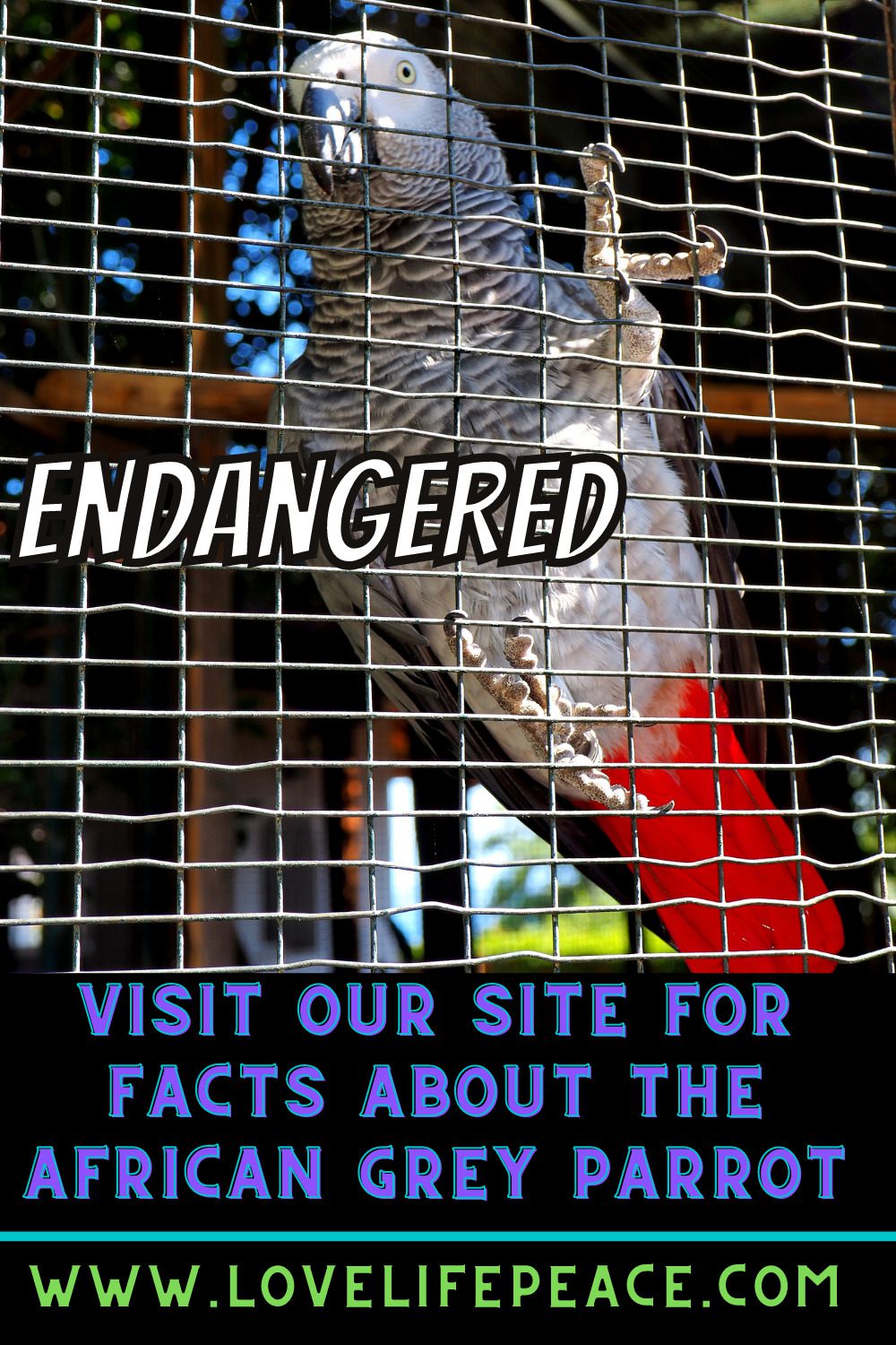 Facts About African Grey Parrots: Brilliant and Endangered Birds ...