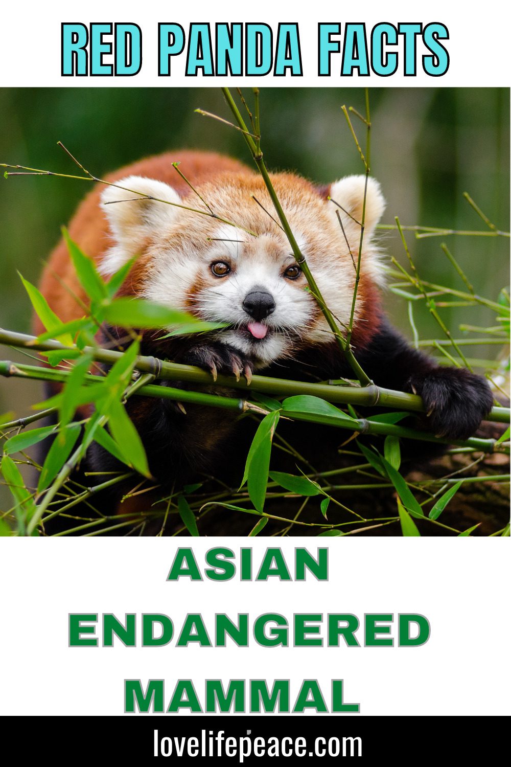 Facts About The Endangered Red Panda You Should Know - Living Wild & Green