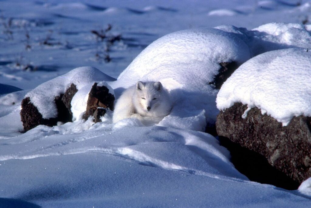 Arctic Fox Facts, Adaptations, Diet, Habitat and More | Eco Chic ...