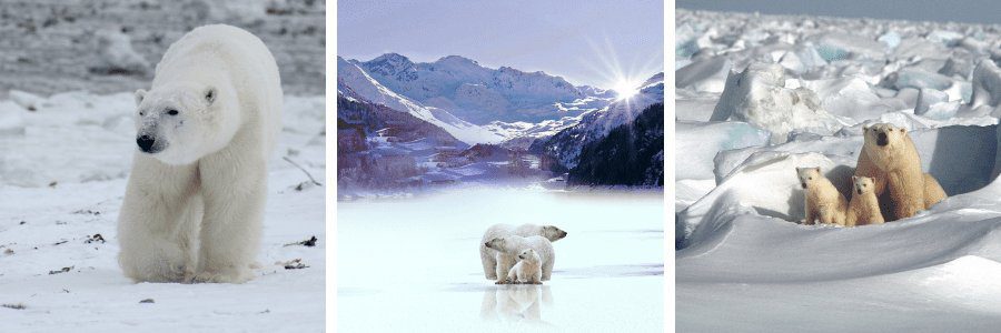 Polar Bear Facts: What are polar Bears? Where Do They Live and More Fun ...